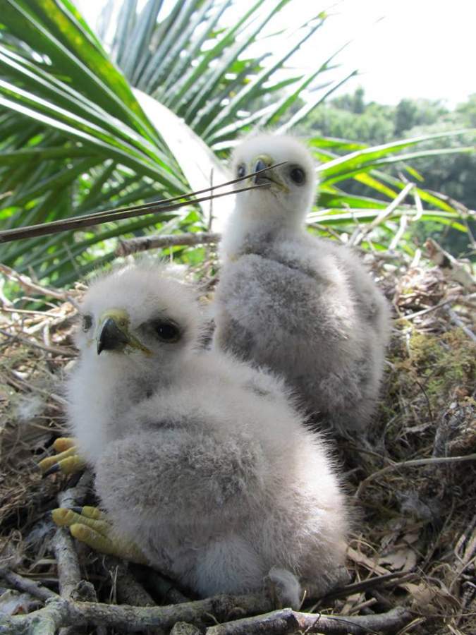 Ridgway's Hawk Conservation | The Peregrine Fund