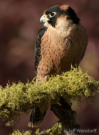 Taita falcon - Alchetron, The Free Social Encyclopedia